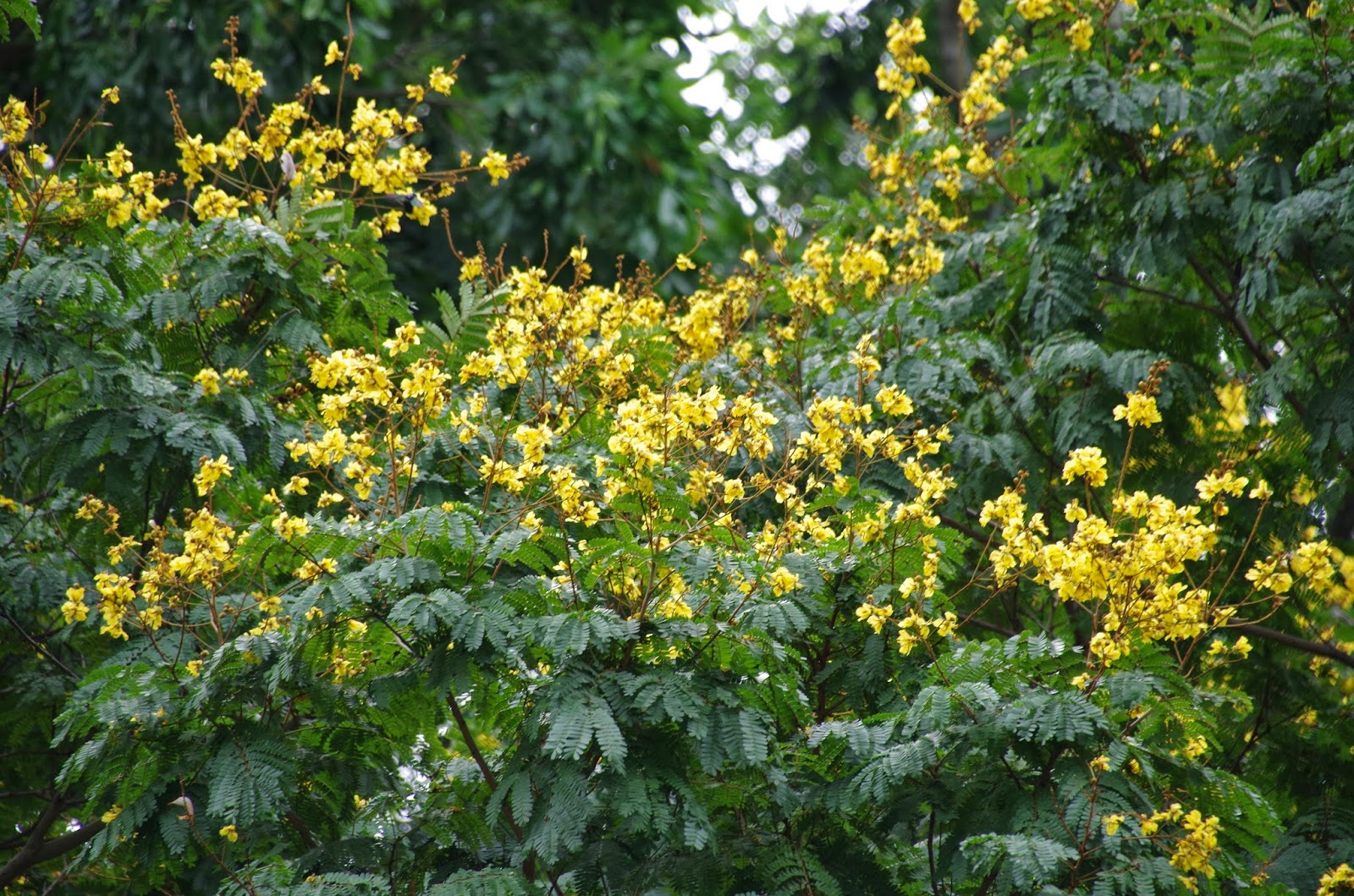 Trees and Plants: Yellow Flame of the Forest