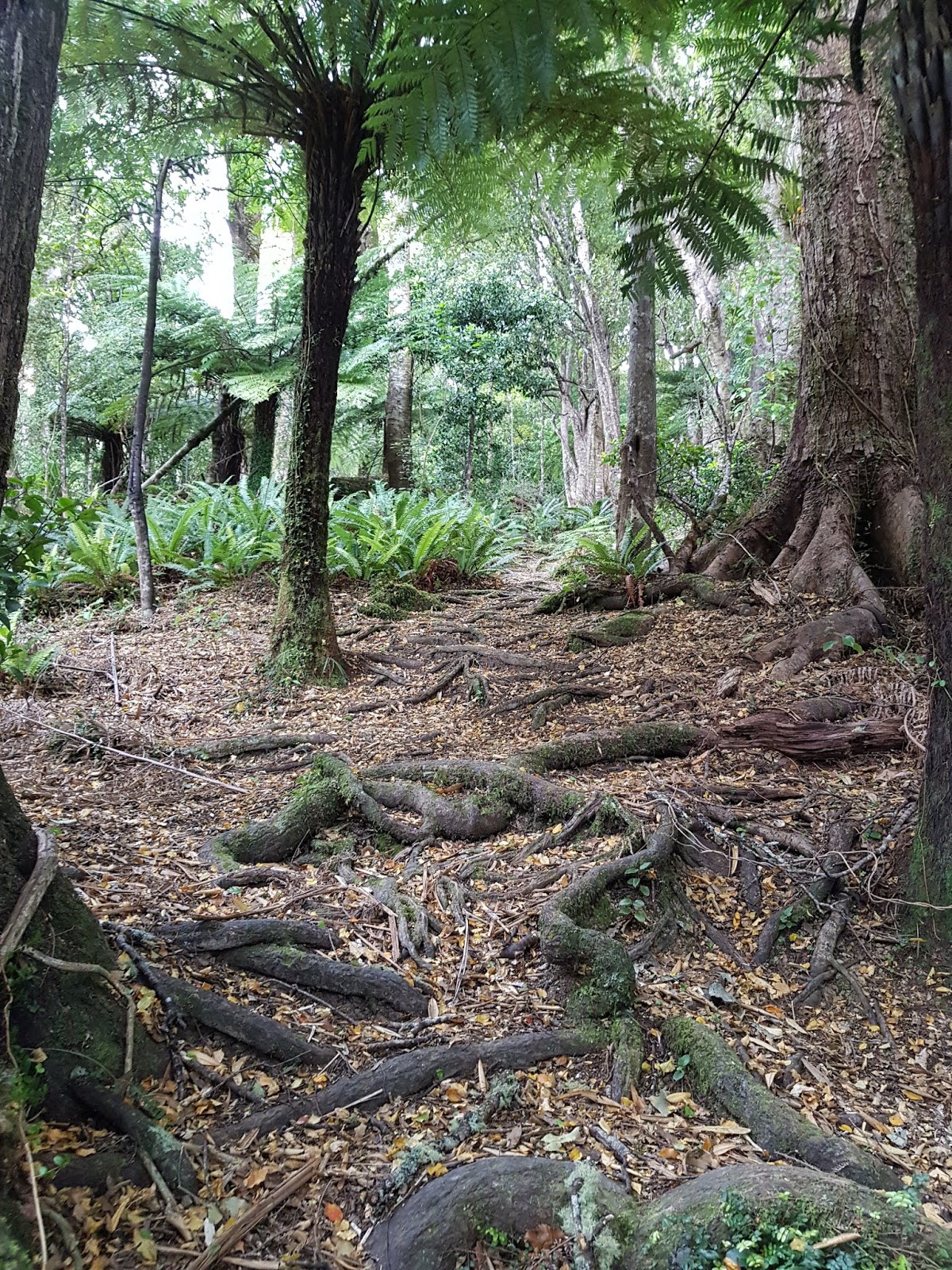 Tramping the Tararuas: Blue Range Hut