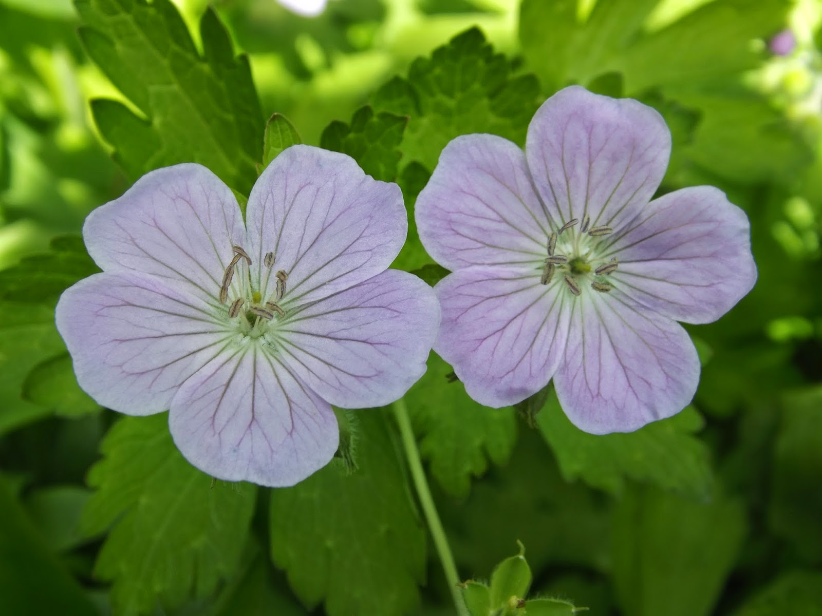 Le Jardin de la Salamandre: Geranium maculatum