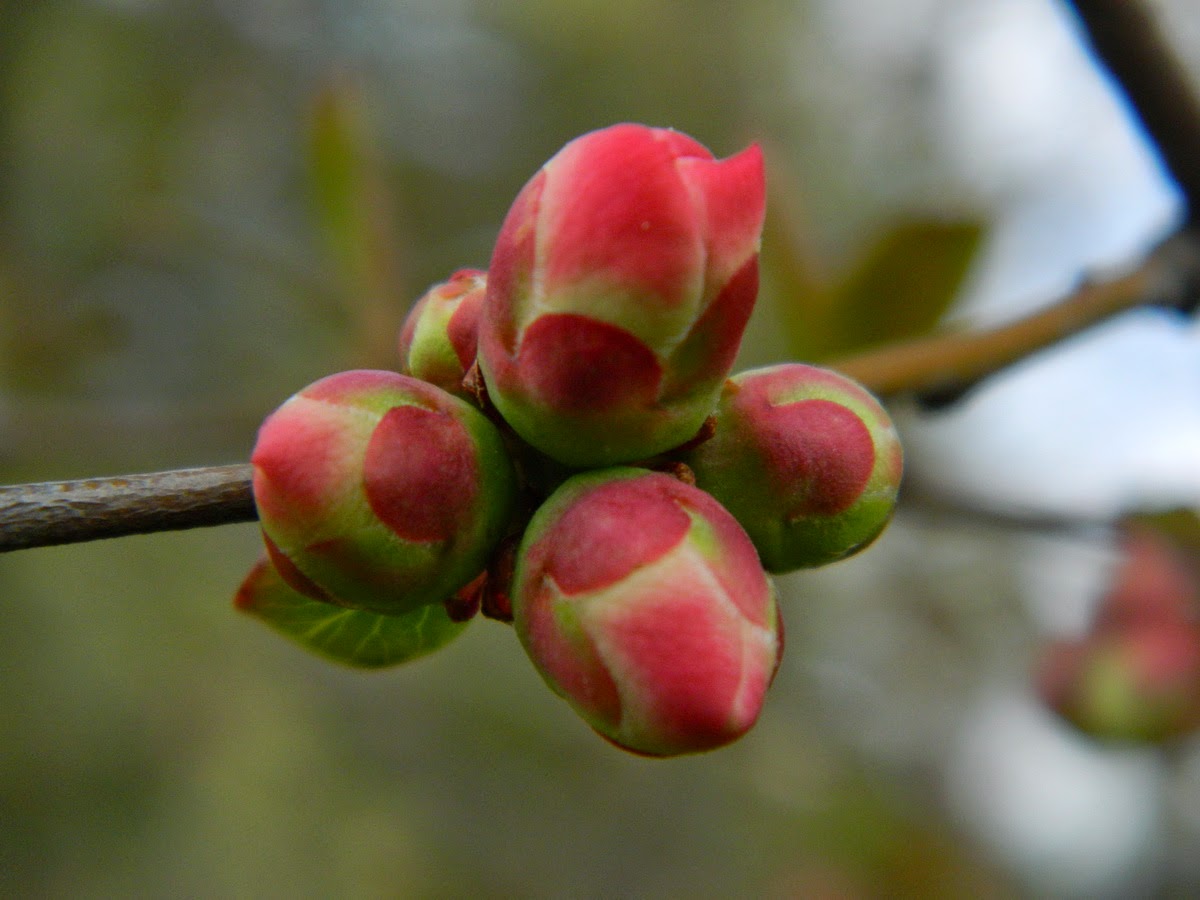LA MULTI ANI, ROMANIA!: Muguri de flori rosii