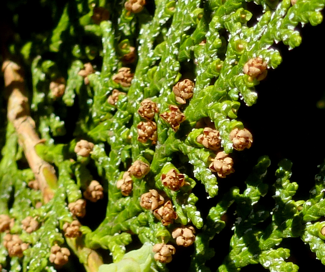 Árboles con alma: Tuya Oriental. Árbol de la vida. (Platycladus orientalis)