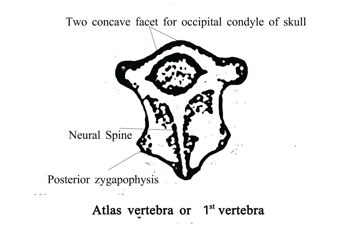 Comparative Zoology by Dr. Vidhin Kamble B. Sc- I : Study of Skeleton ...