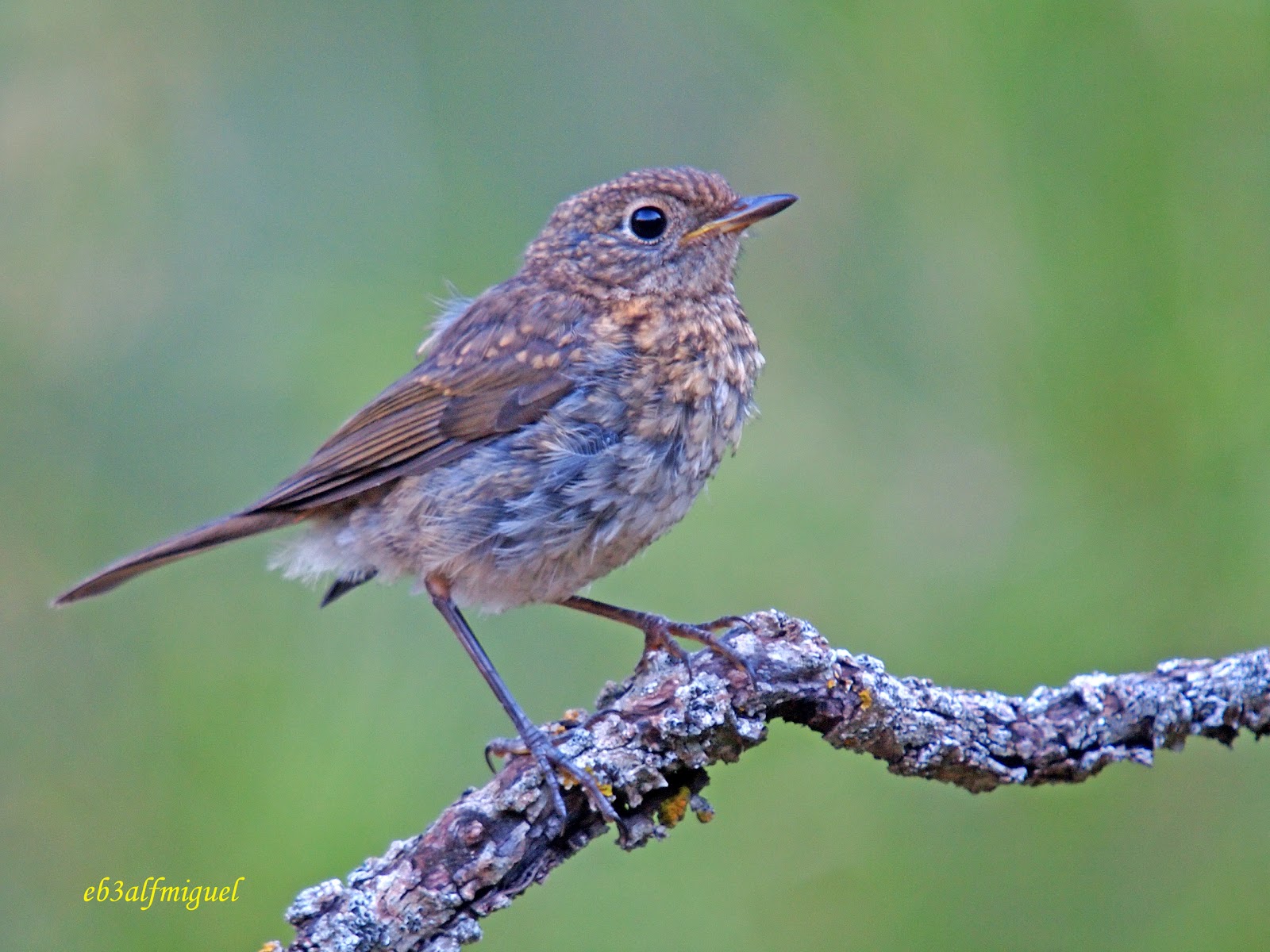 Miguel fotografia: Joven Petirrojo Entre dos Trajes