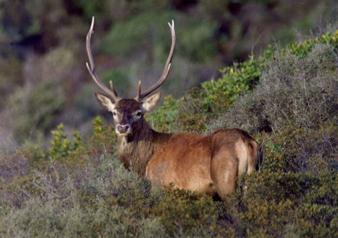 Cervo Sardo ~ SardegnaNature