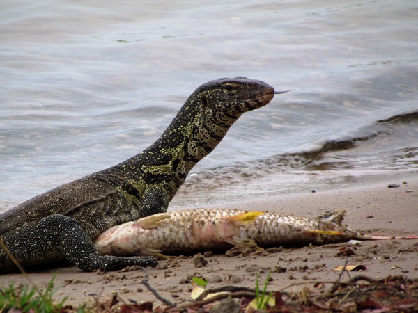 Angelika's World in Photos: A Reptile Story