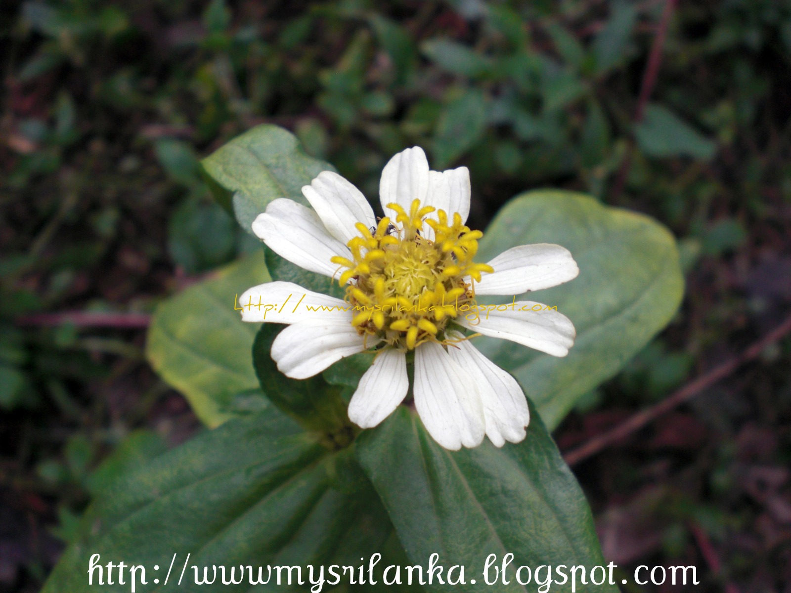 My Sri Lanka: Wild Flowers