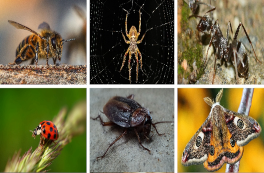 List of English and Tagalog Names of Insects - Filipino Parenting