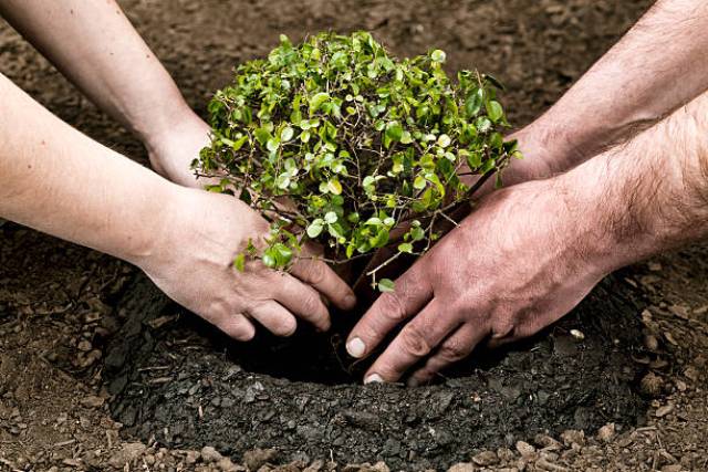 Paragraph --- Tree Plantation - academiclearningwisdom