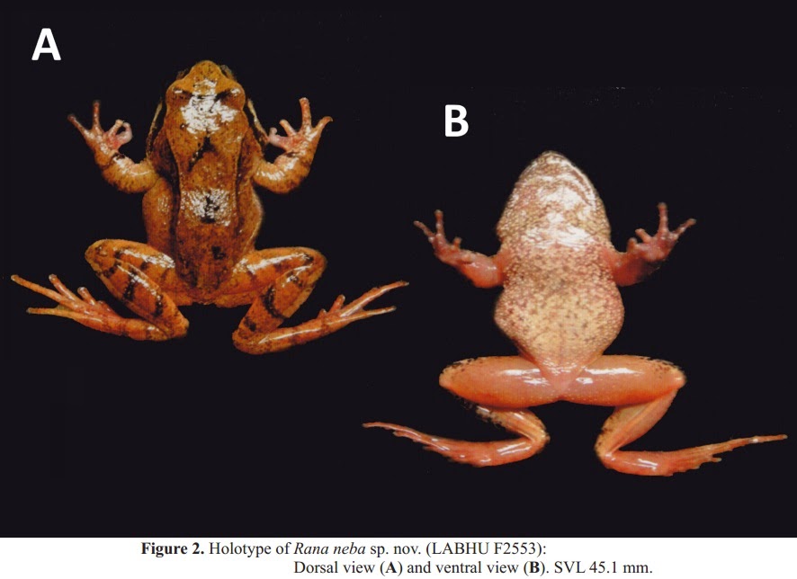 Species New to Science: [Herpetology • 2014] Rana neba • A New Brown ...