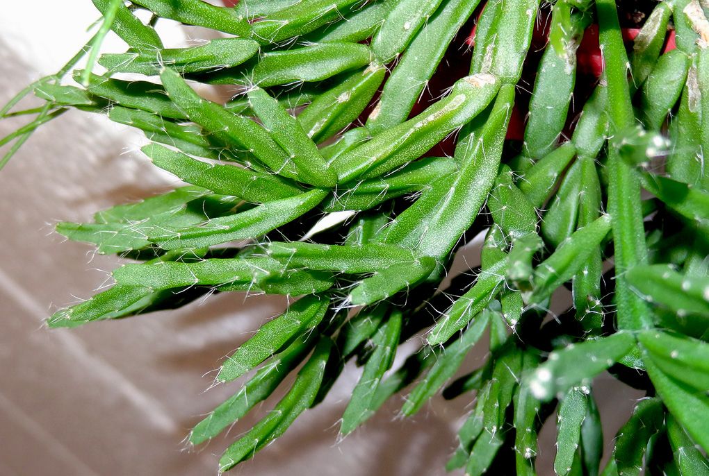 Rhipsalis sulcata care and culture | Travaldo's blog