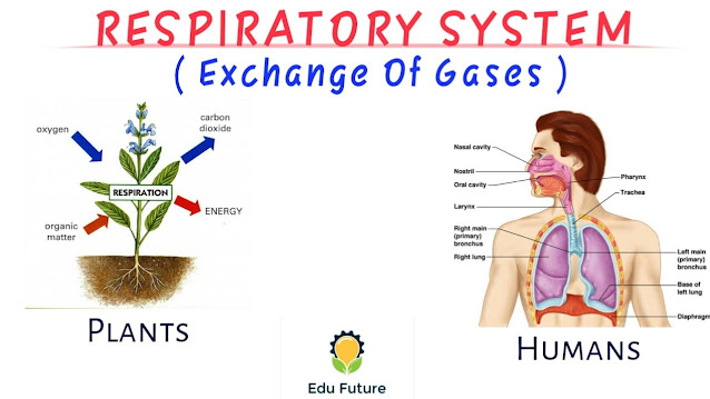 Gaseous exchange in plants.