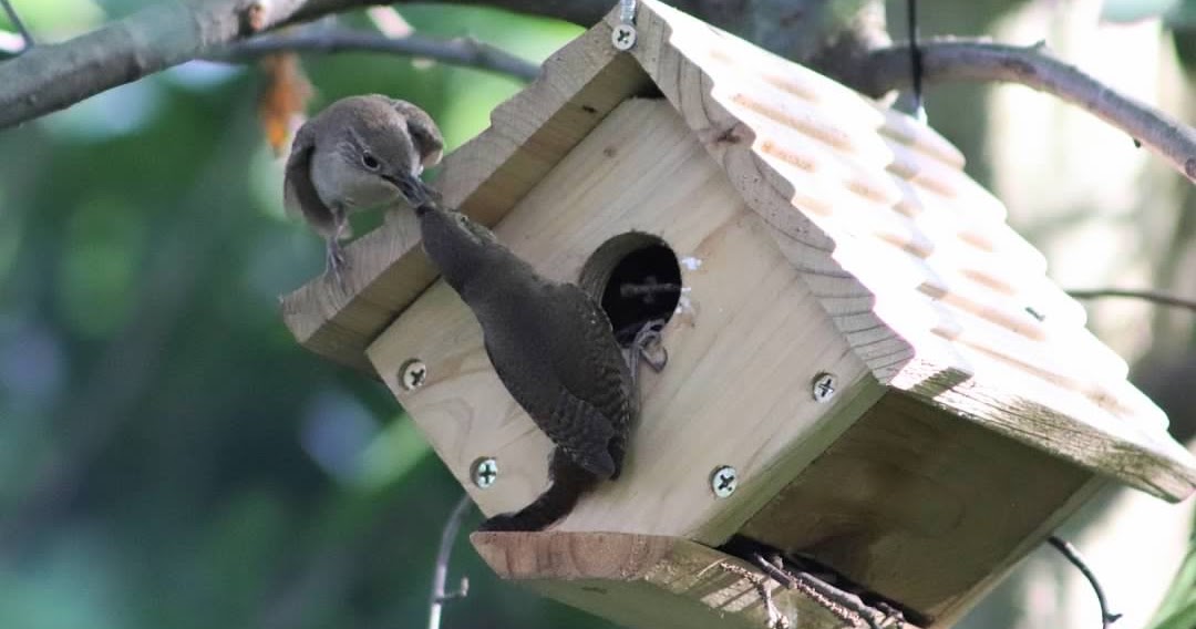 Backyard Wildlife Habitat
