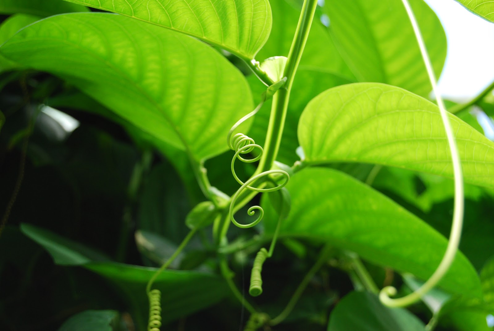 Jennys foton: Barbadin