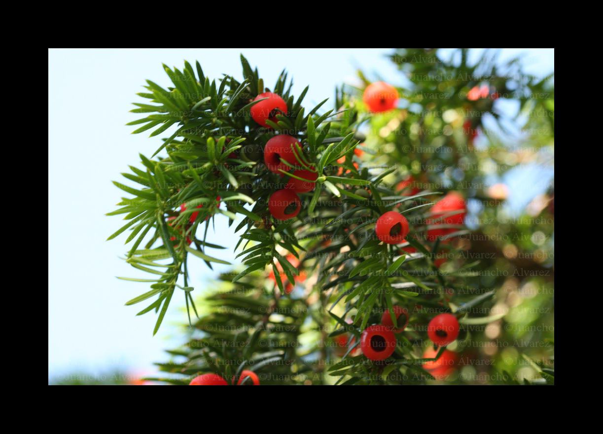 Flora del Parque de Isabel La Católica: Taxus baccata, Tejo, El árbol ...