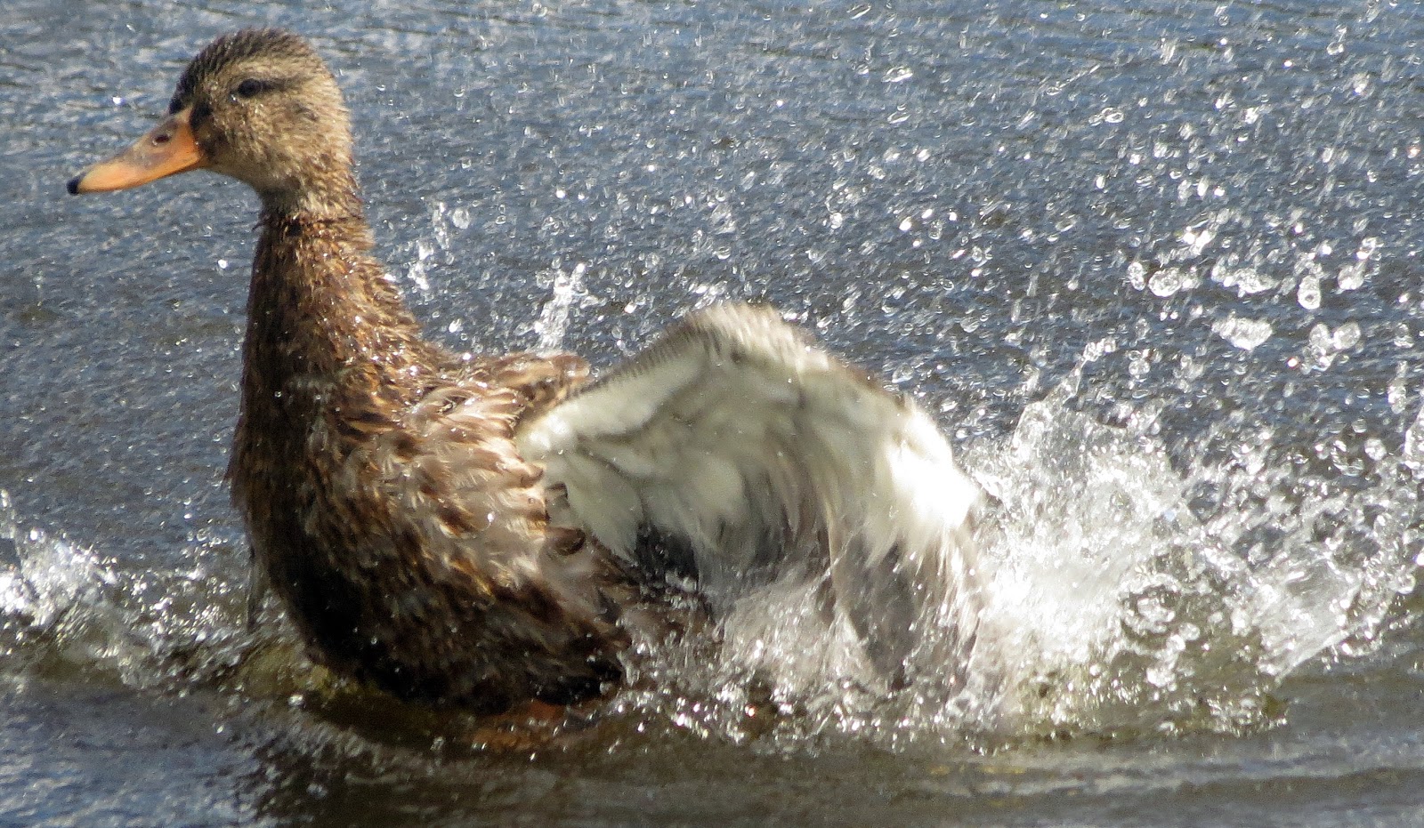 Facing Autism in New Brunswick: October 2012