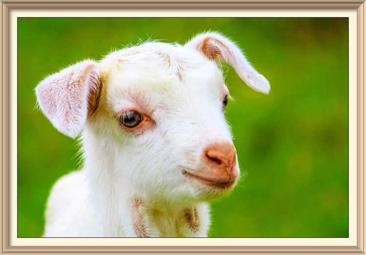 Resim ve Gif Dünyası: SEVİMLİ HAYVAN RESİMLERİ-1-