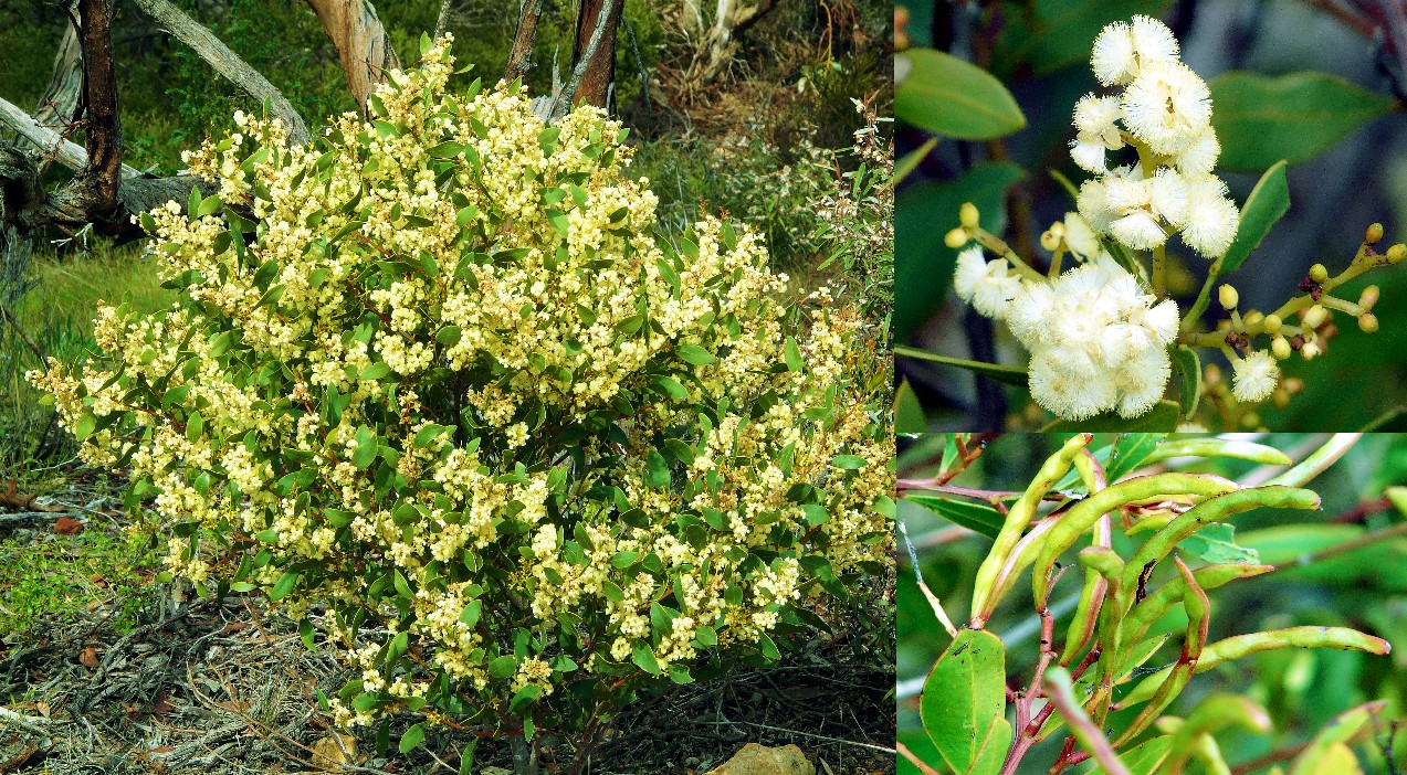 Nature of Lincoln Cove: wattles