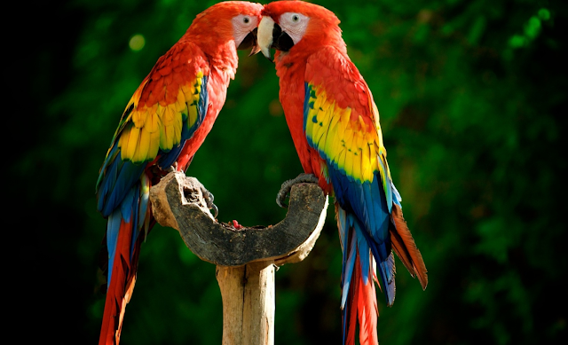 Best HD Every Wallpapers: Parrot Couple in Love Hd Wallpapers