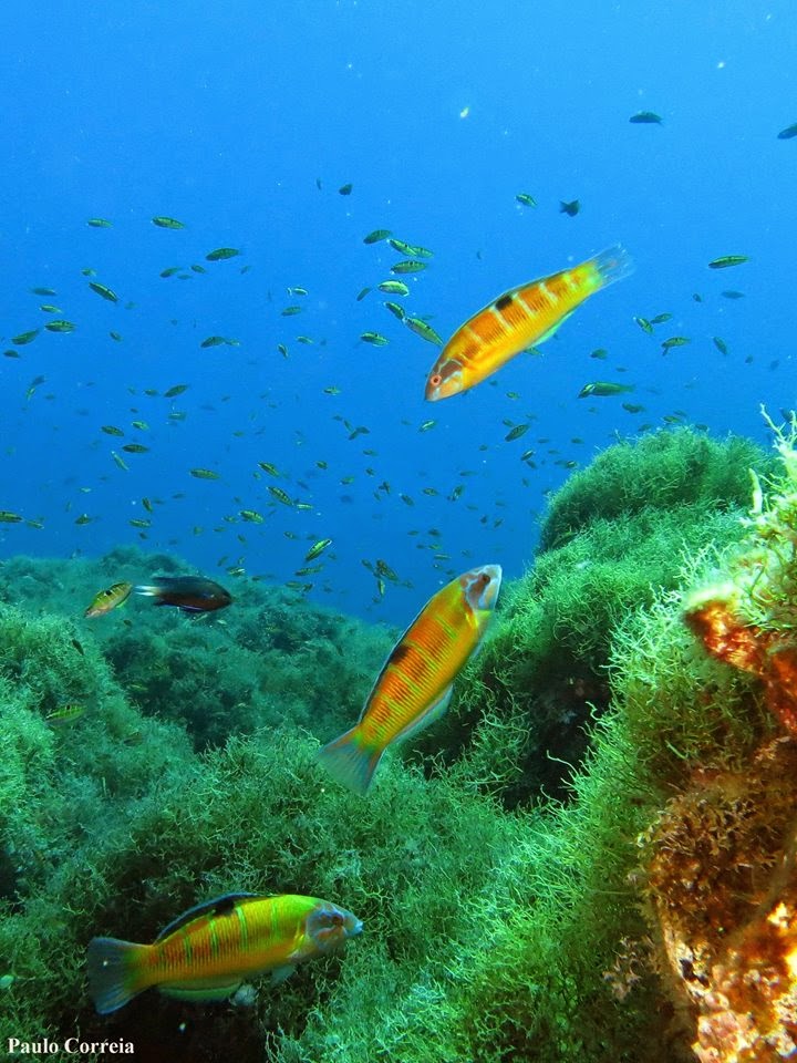 Best Spot Azores PADI 5* Dive Center: Dive Azores Buceo Azores Plongée ...