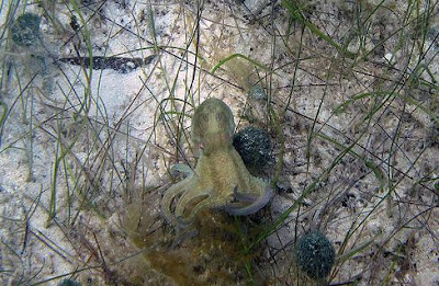 Marine Life: Atlantic Pygmy Octopus