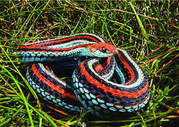 LIST: 30+ Most Beautiful Snakes in the world