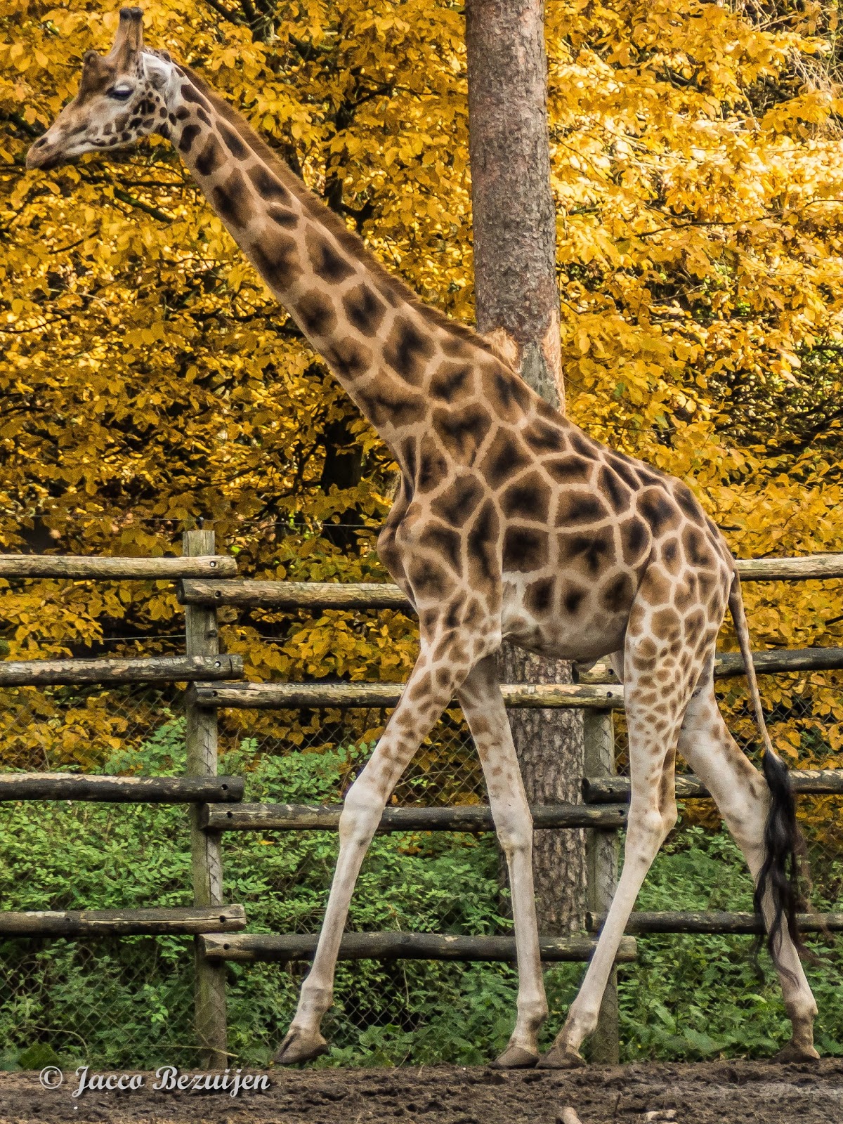 Fotoblog: Long Blond Animal