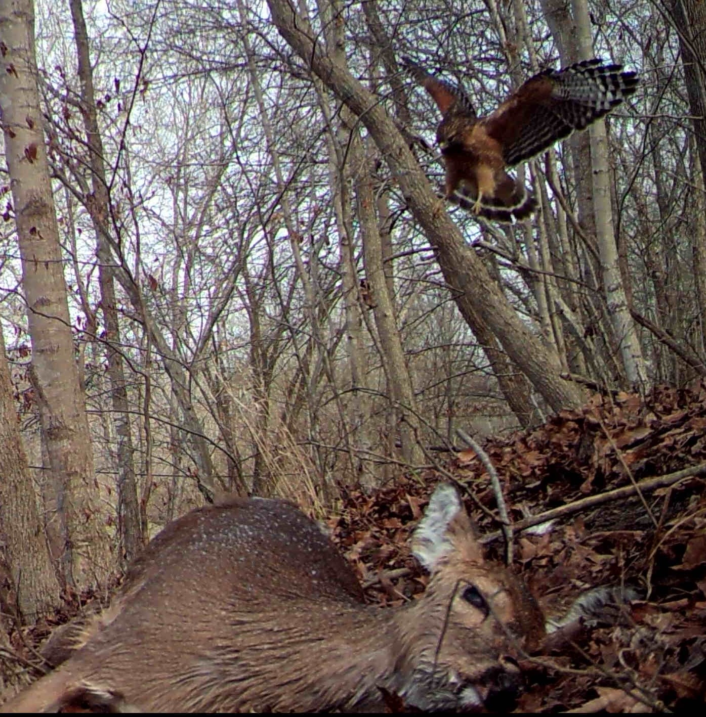 Life on The Edge: What's eating that deer?