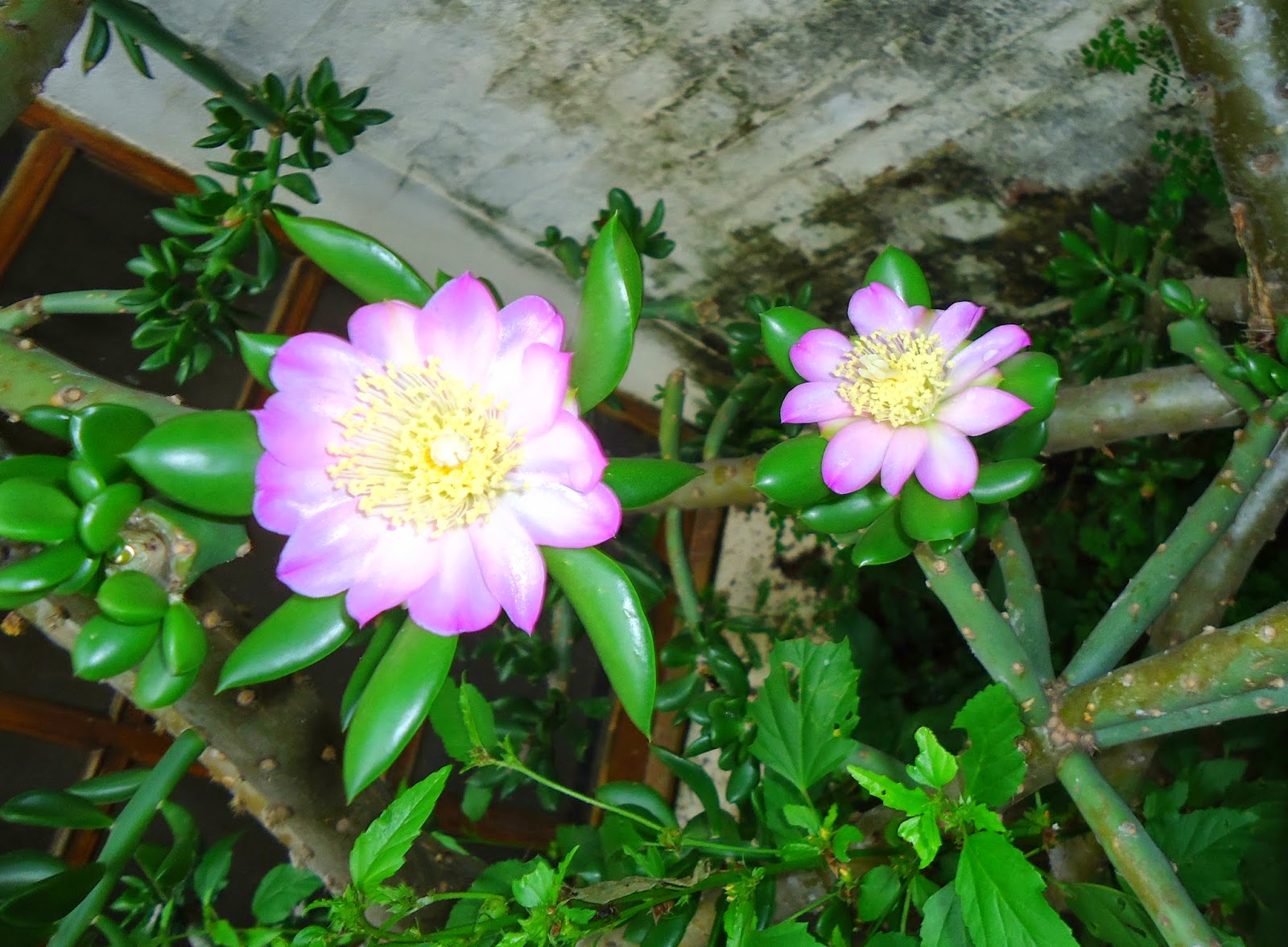 tutuna mituna: Quiabentia / Sacharosa