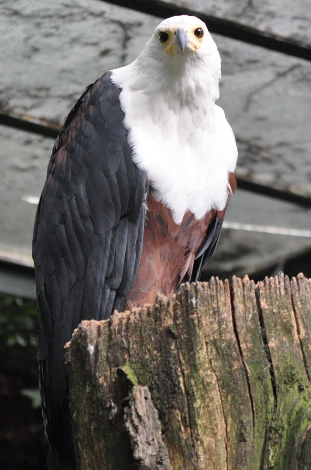 ZOOTOGRAFIANDO (6.096 ANIMALS): PIGARGO AFRICANO O VOCINGLERO / AFRICAN ...