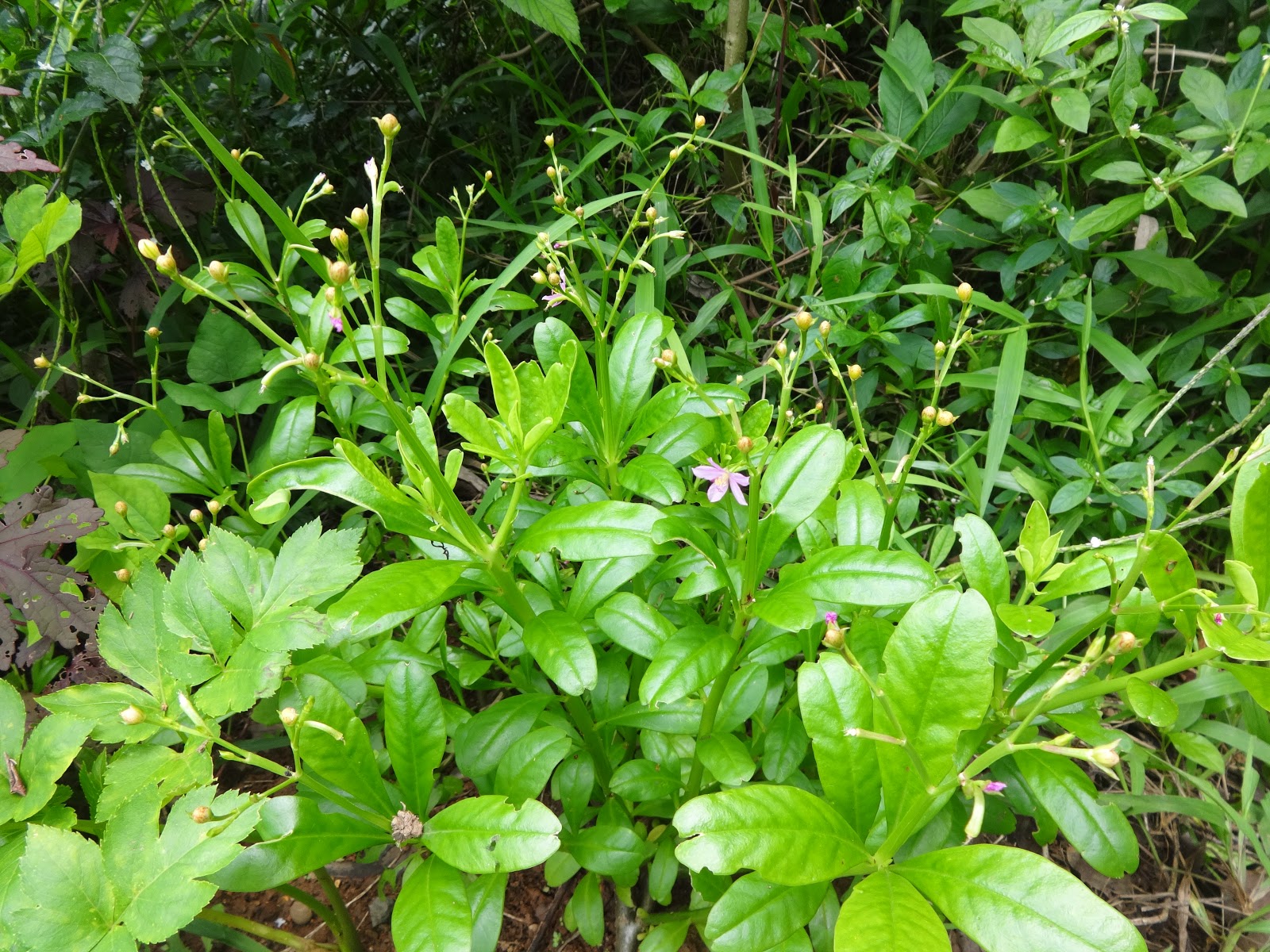 Herbs from Distant Lands: Talinum triangulare - Philippine Spinach ...