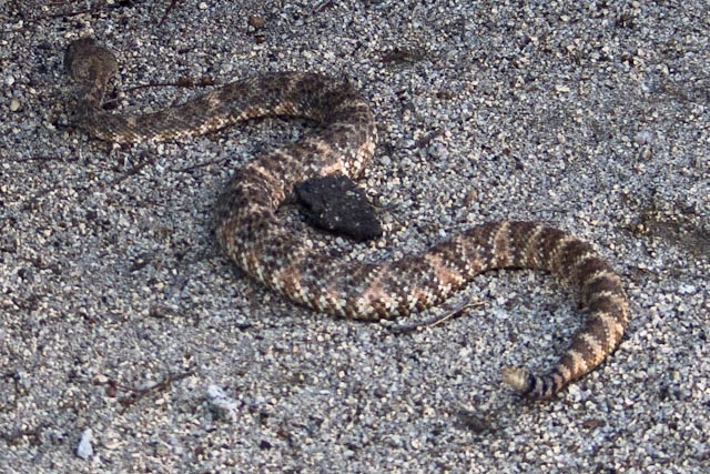 PENTAX DSLRs: More images from Joshua Tree National Park. ll taken with ...