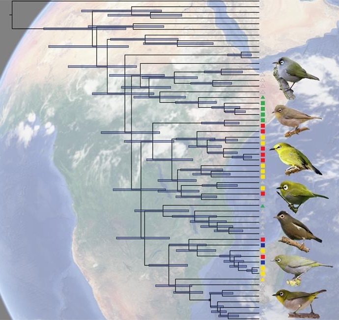 Species New to Science: [Ornithology • 2020] A Comprehensive Molecular ...