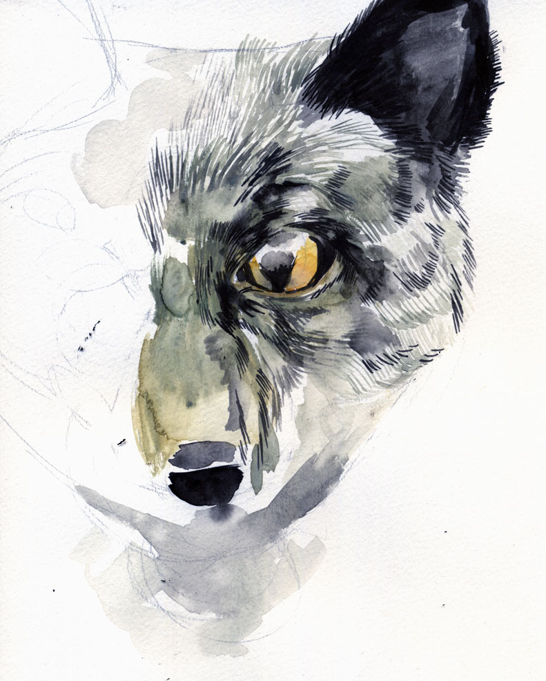 MC drawn: Silver fox — sketch: watercolour, brush and ink