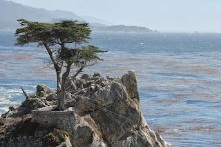 The Roadrunner Chronicles: Pebble Beach and 17 Mile Drive
