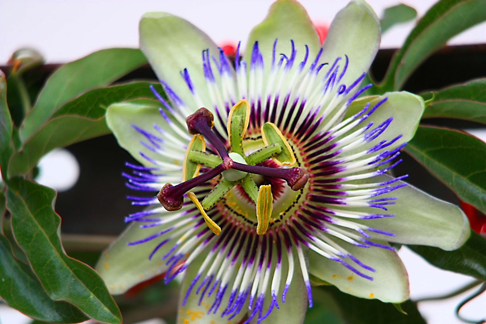 fotosmacro.blogspot.com: ¿Necesitas una flor? Flores libres de derechos