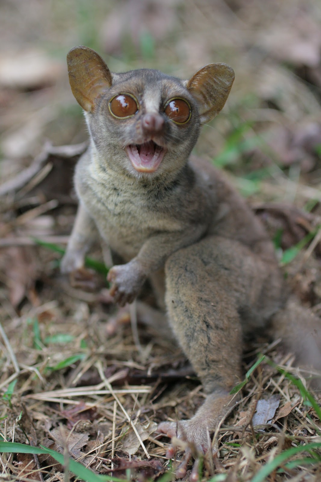 100 % Animale: Les curieux de la nuit