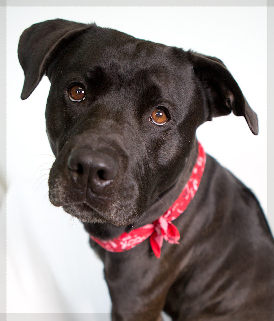 Shelter Dogs of Portland: "AUSTIN" Lab/rhodesian Ridgeback mix