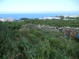 Kyle Phillips's Italian Wine Review (IWR): Garantito IGP: Forastera ...