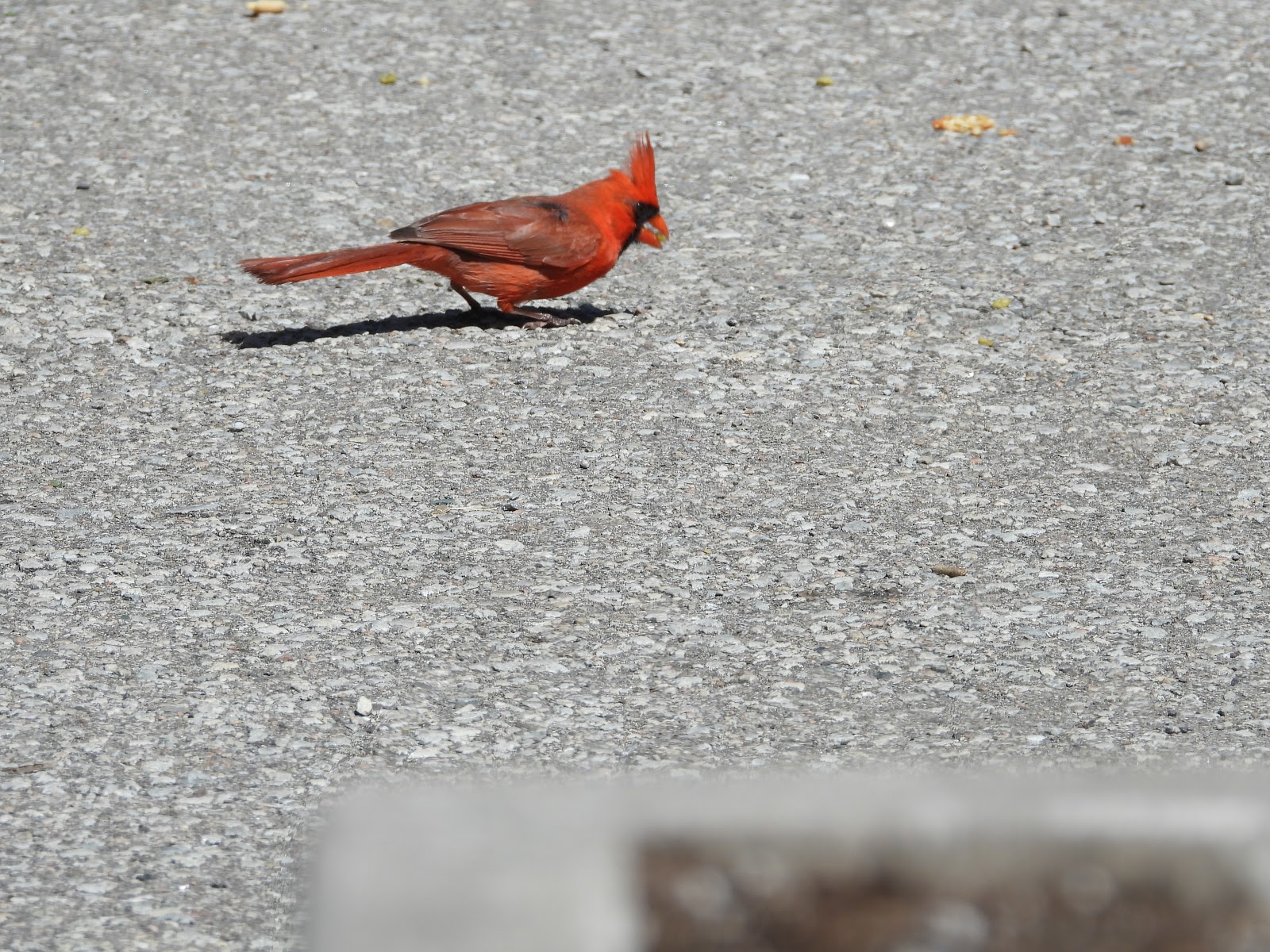 Bird & Travel Photos, Birding Sites, Bird Information: MALE NORTHERN ...