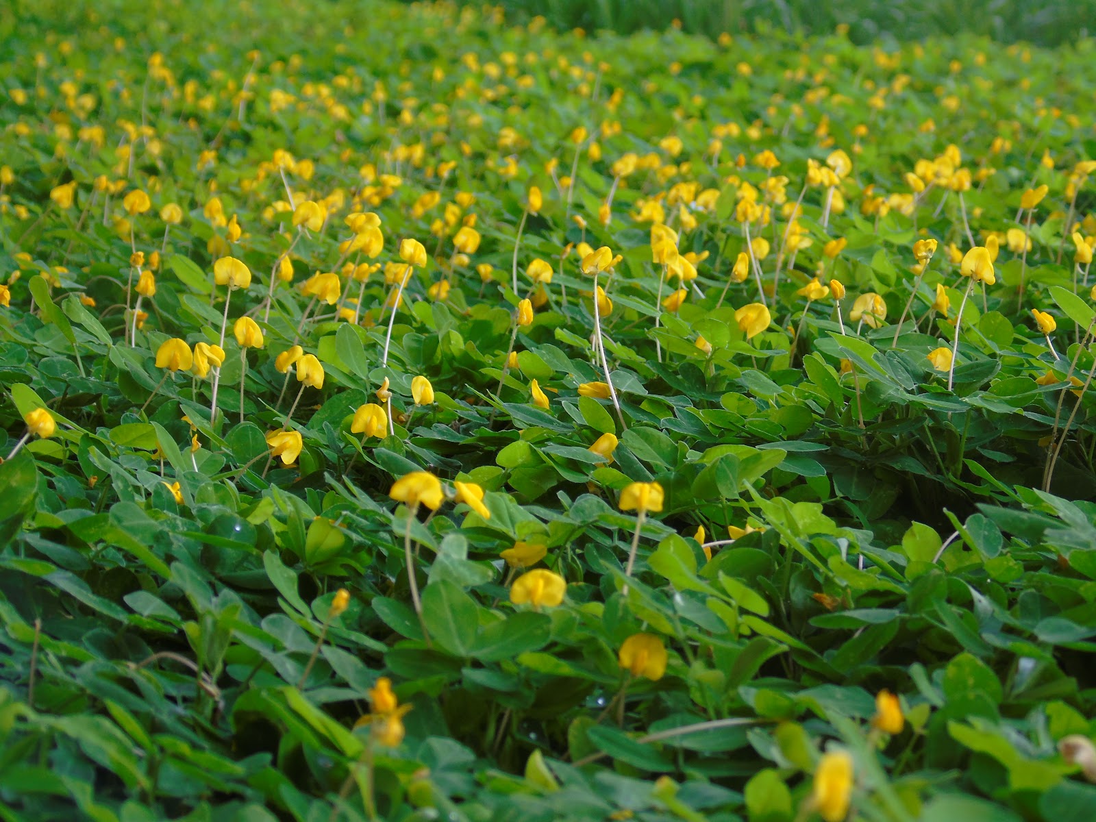 Grama Amendoim Arachis Repens Grama Amendoim Paisagis - vrogue.co