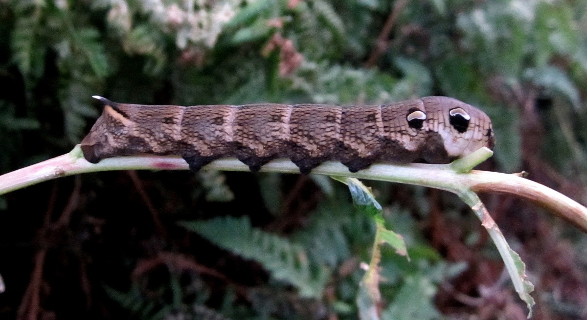 Ringersdagboek-Henri Bouwmeester: 2 September 2013 : Vlieland, spray-day.