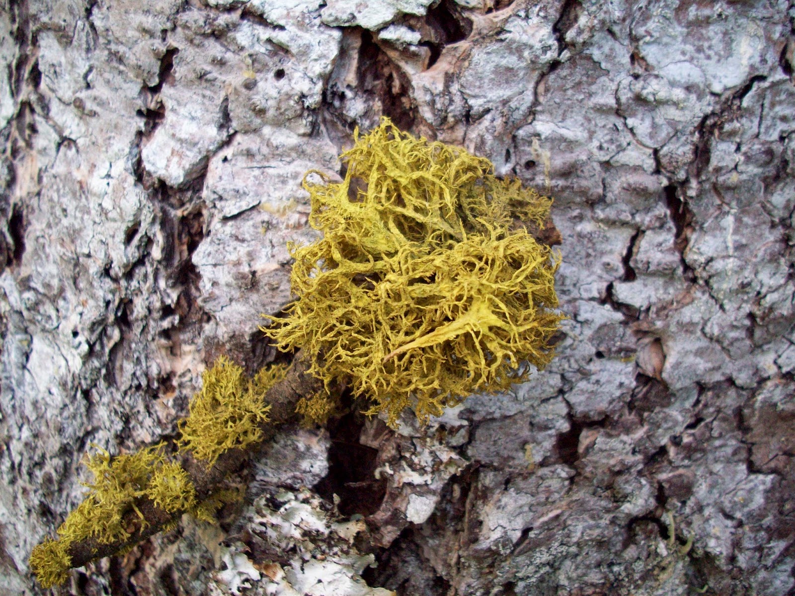An Impartation of Color: Lichen - Letharia vulpina (Wolf Lichen)