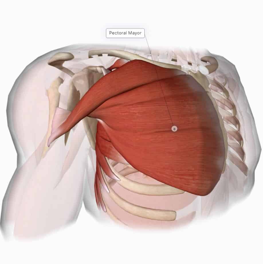 PRINCIPIOS ANATOMOFISIOLÓGICOS DE SOSTÉN Y MOVIMIENTO DEL CUERPO HUMANO.