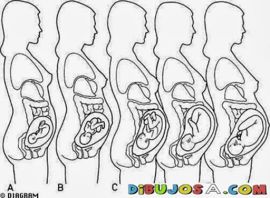 El Maravilloso Mundo de la Maternidad: Etapas o Fases del Embarazo