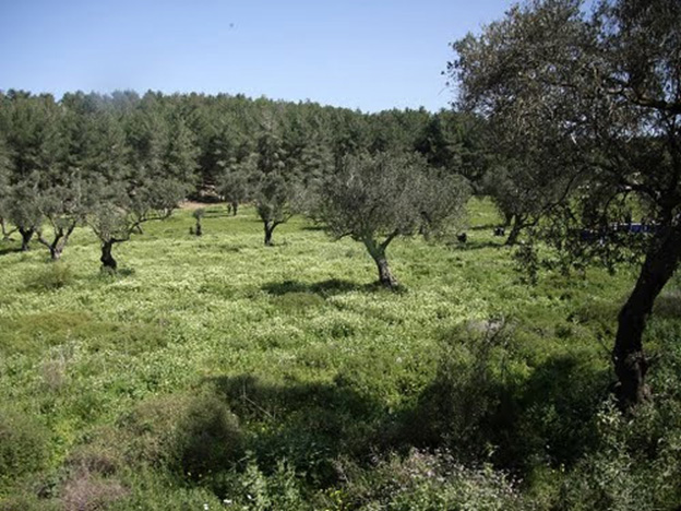Land of Israel: List of Forests in Israel