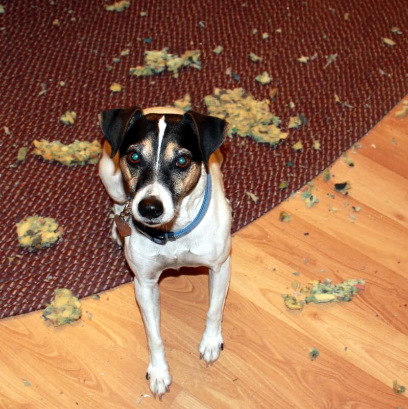 The Greatest Dog Ever, Pica