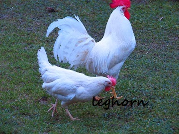 Sussex kokoši, Australorp kokoši, Chabo kokoši: LEGHORN KOKOŠI