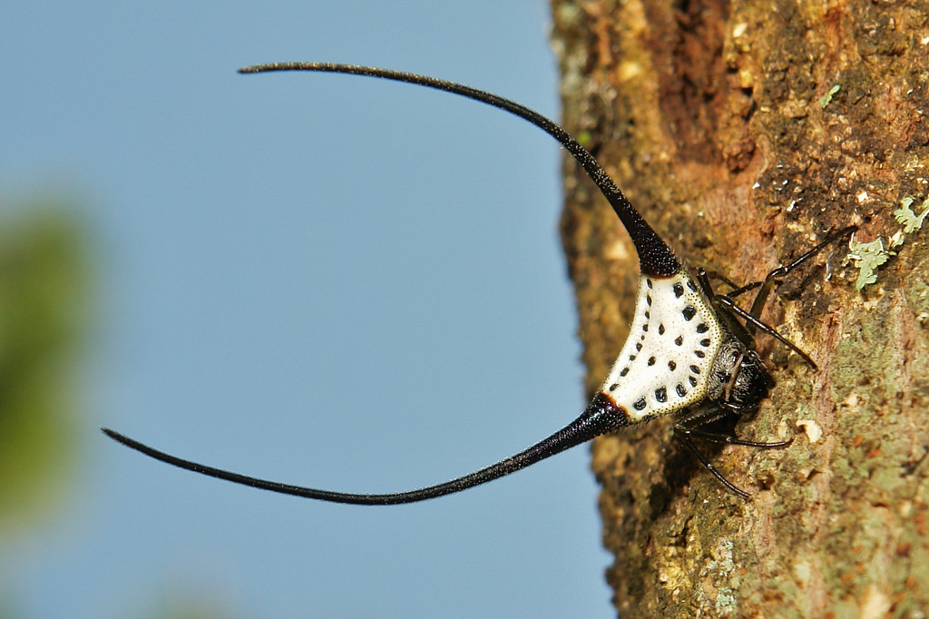 Unique Facts And Information: Spider With Long-horned - orb weaver spider