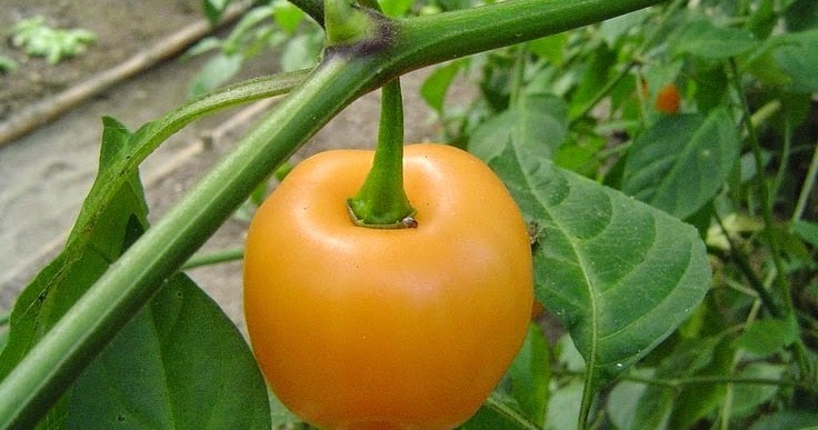 11 Best Health Benefits of Raw Tomato ~ Total Stylish