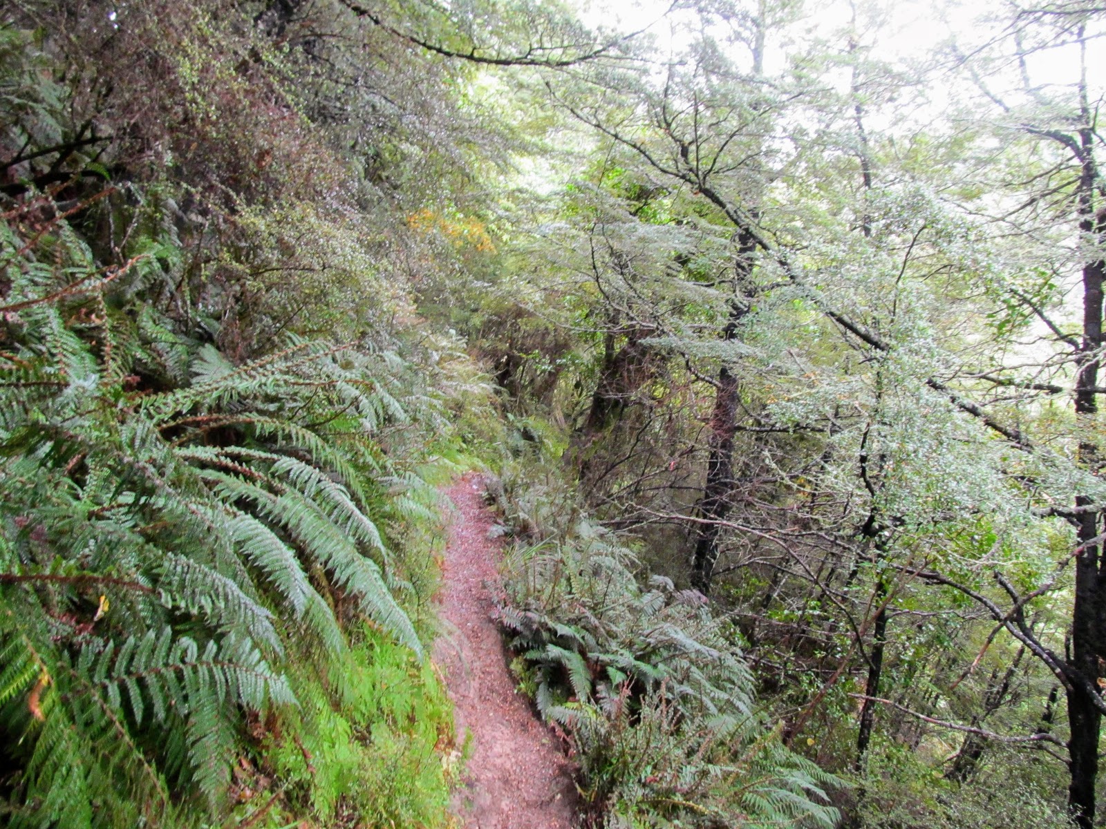 Tramping in the New Zealand backcountry: NZ Bush Adventures: Pinnacles ...
